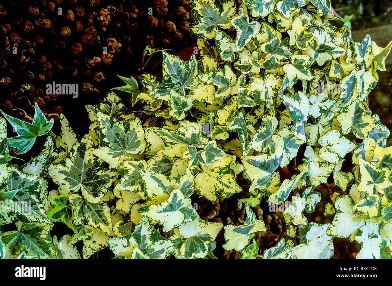 Hedera helix Golden Ingot Common or English Ivy with Greenish grey ...