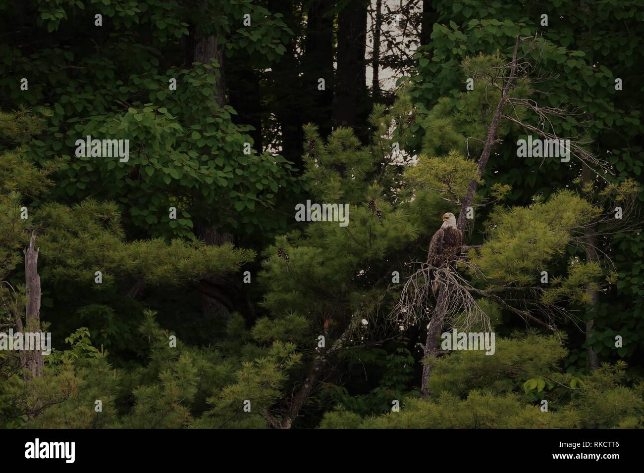 Eagle sighting hi-res stock photography and images - Alamy