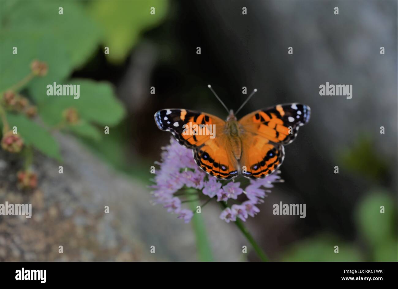 Butterfly visit hi-res stock photography and images - Alamy