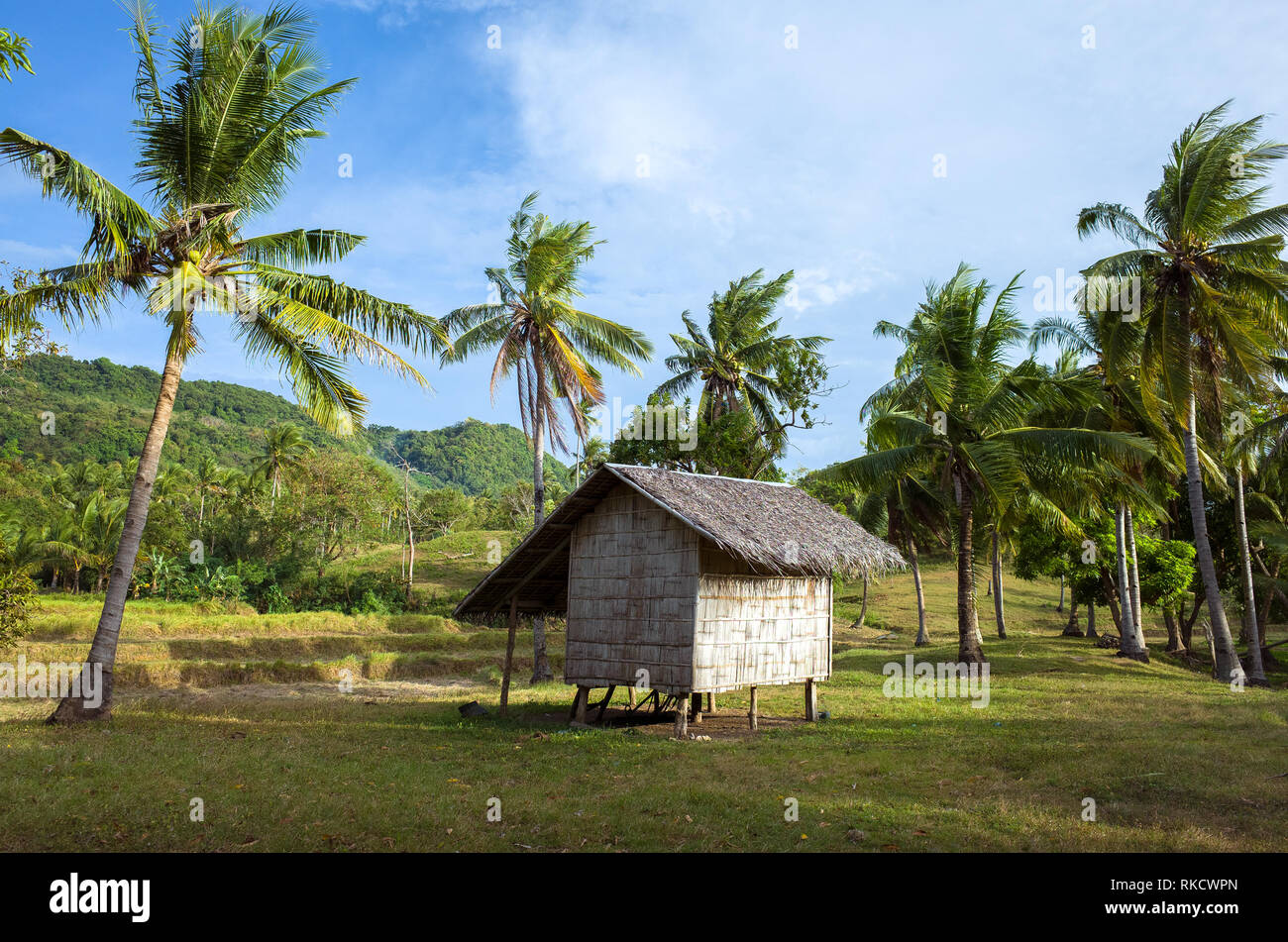 Thatch farm hut in coconut grove on Camiguin Island rice field ...
