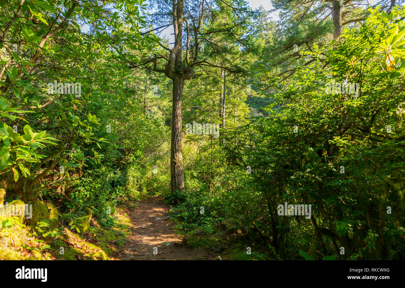 Unusual tree on the Oregon coast Stock Photo - Alamy