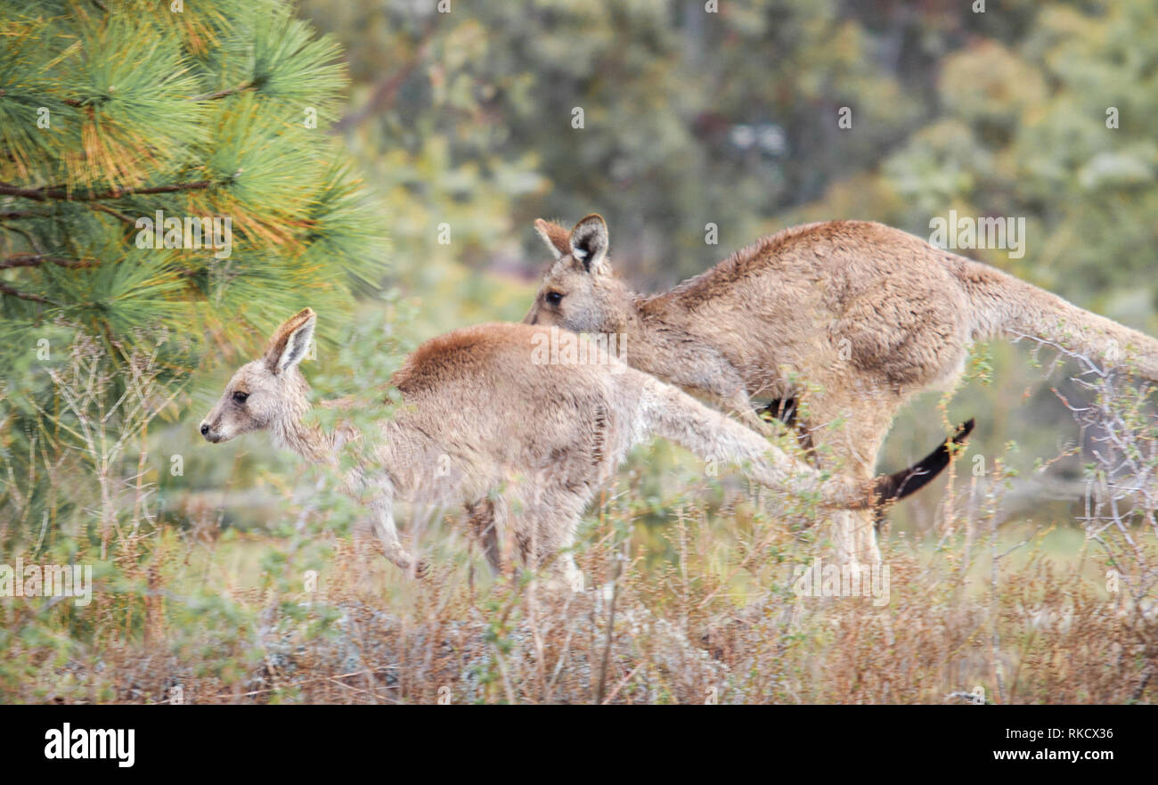 Australian wild animal fauna australia hi-res stock photography and ...