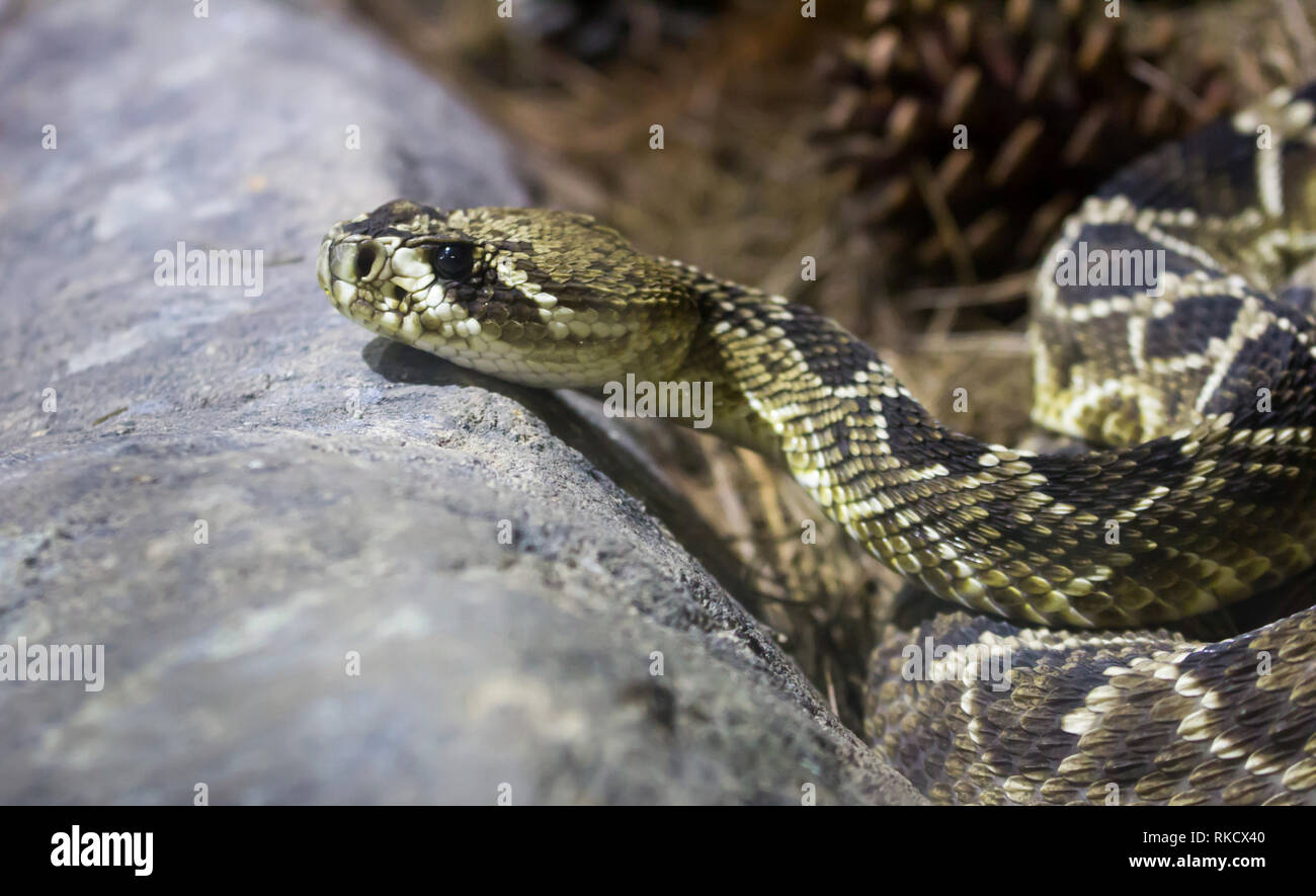 Venomous snake fang hi-res stock photography and images - Alamy