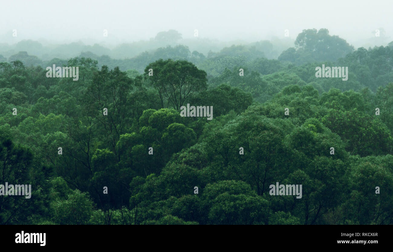 Rainforest jungle aerial view Stock Photo - Alamy