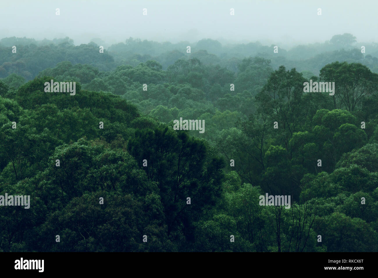 Mist rainforest landscape hi-res stock photography and images - Alamy