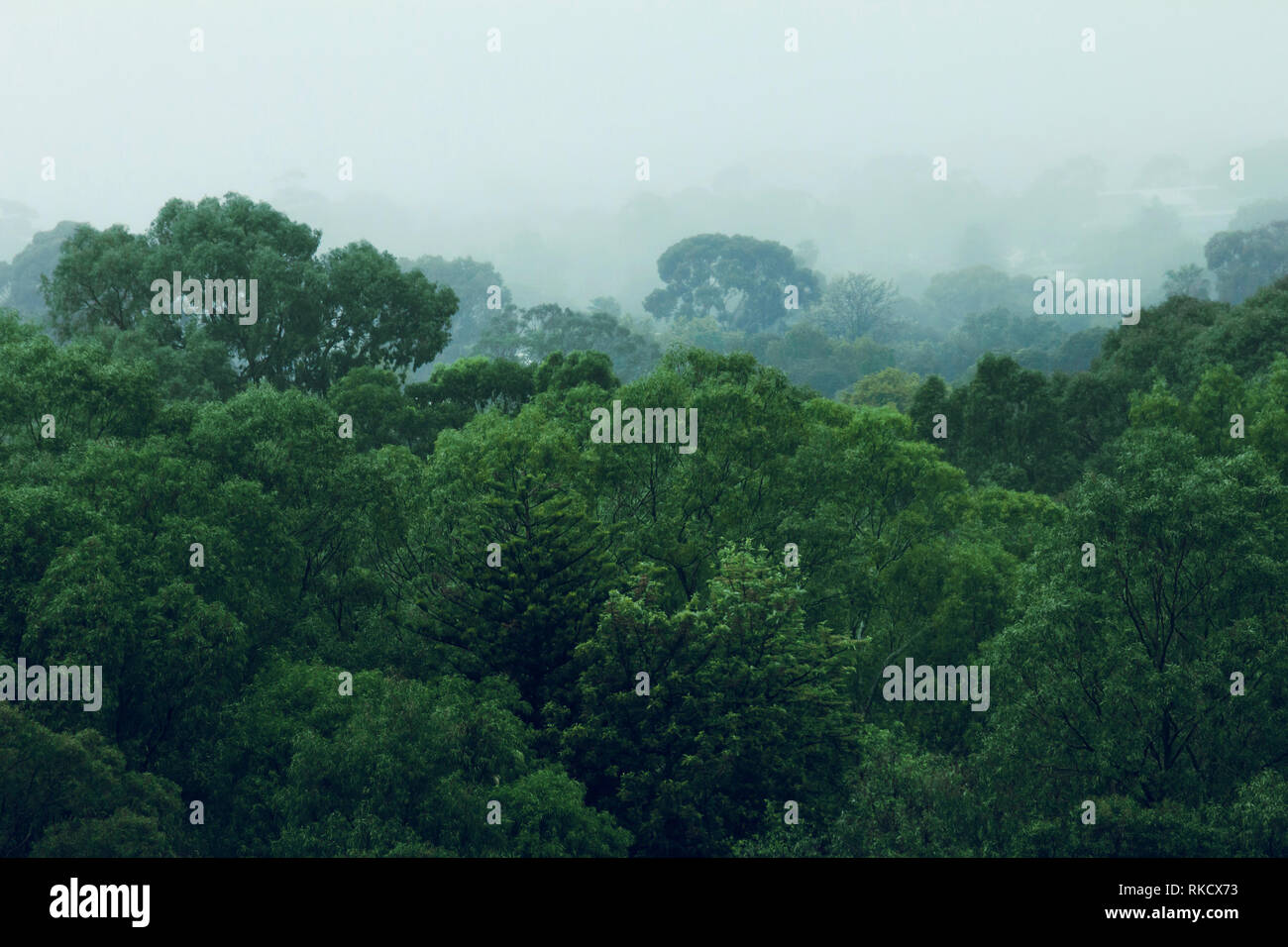 Rainforest jungle aerial view Stock Photo - Alamy