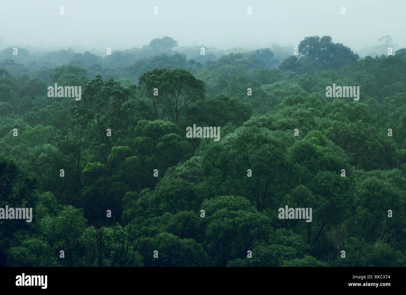 Australia jungle aerial hi-res stock photography and images - Alamy