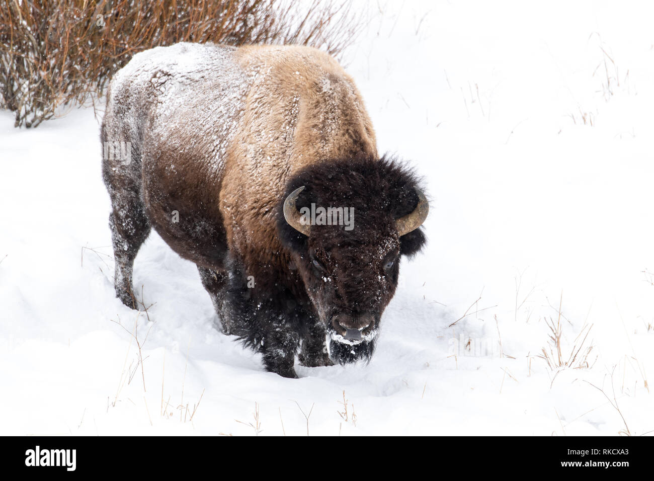 American bison (Bison bison) in the grip of winter in Yellowstone ...