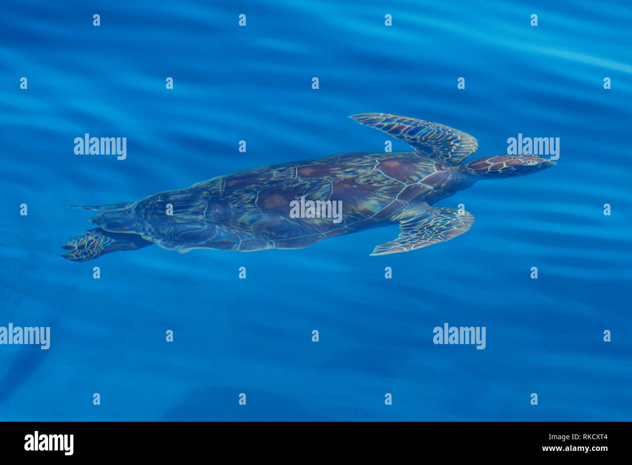 Sea turtle swimming in Philippines sea Stock Photo - Alamy