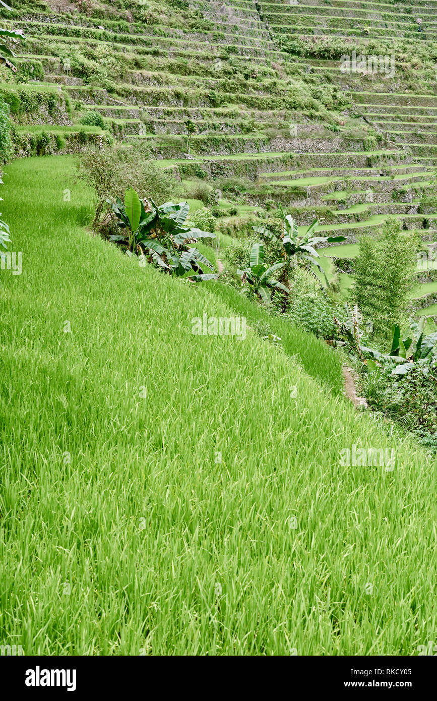 rice paddy terrace fields between banaue and batad infugao Luzon in ...