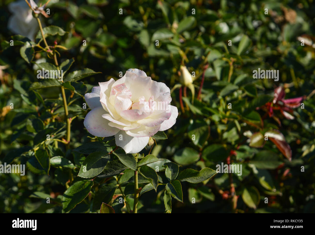 A white rose blooming at garden in spring time Stock Photo - Alamy