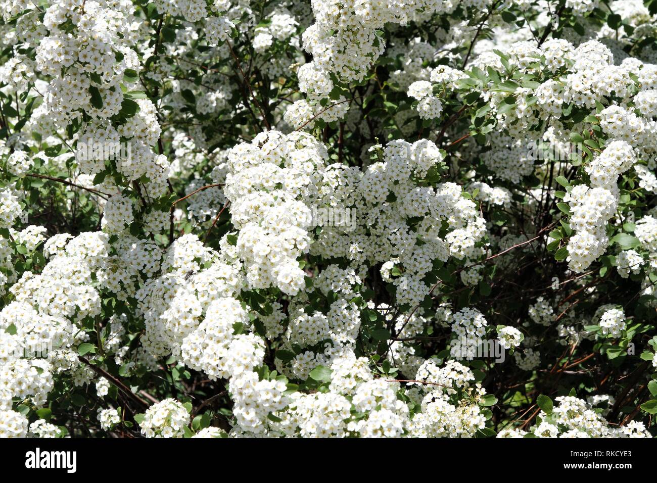 Closeup bush of white blooming spirea bush Stock Photo - Alamy