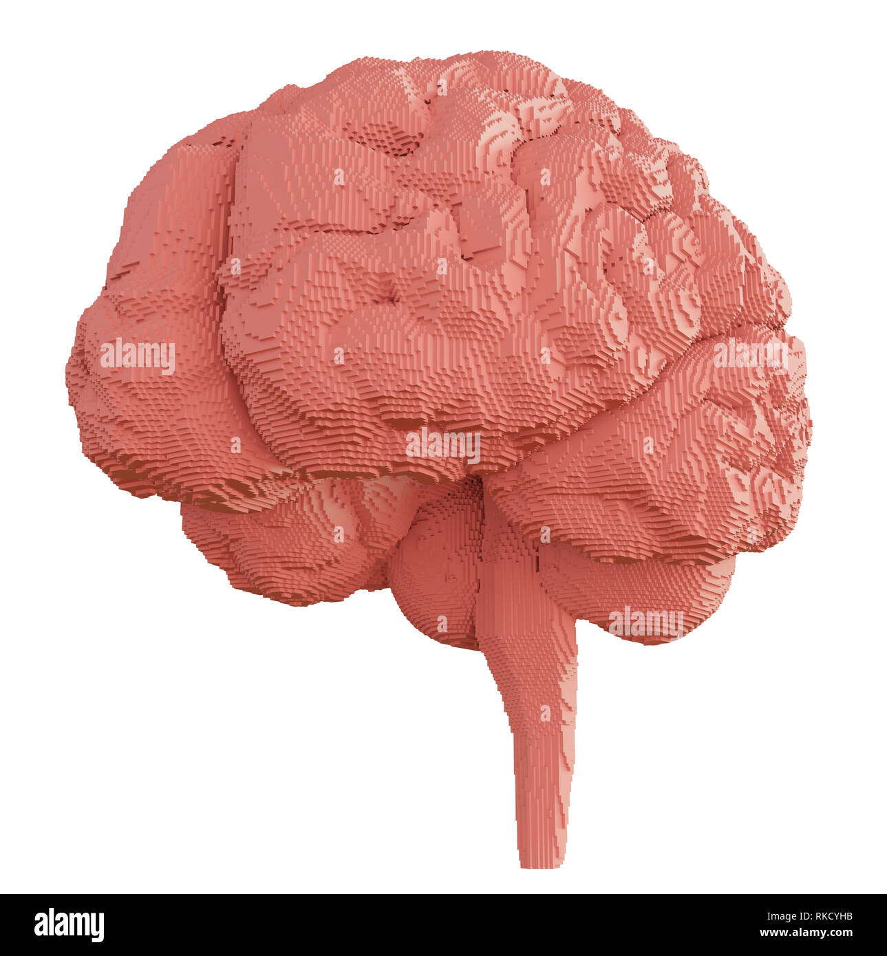 3d rendered brain isolated Stock Photo - Alamy