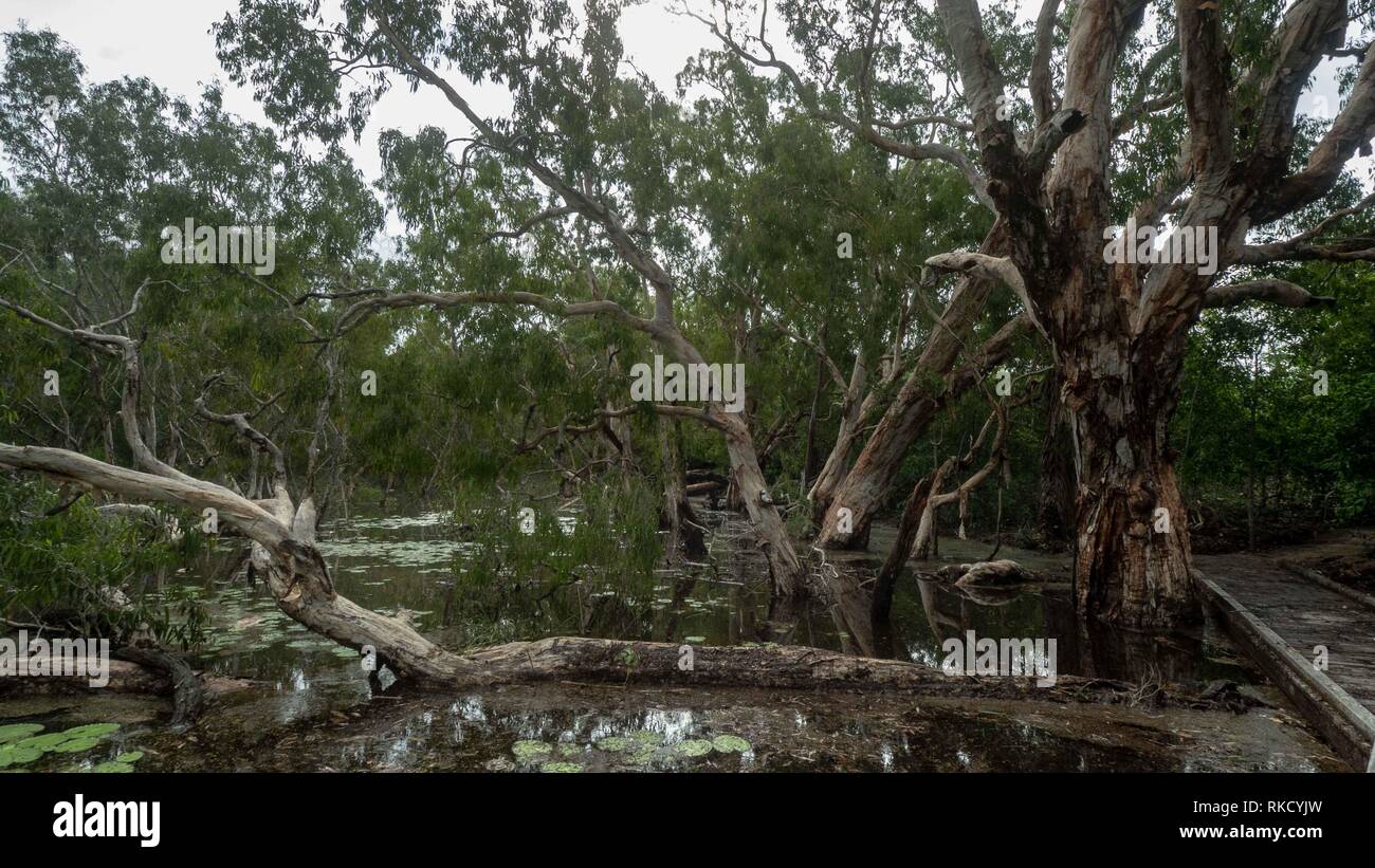 Large paperbark trees in lagoon Stock Photo - Alamy