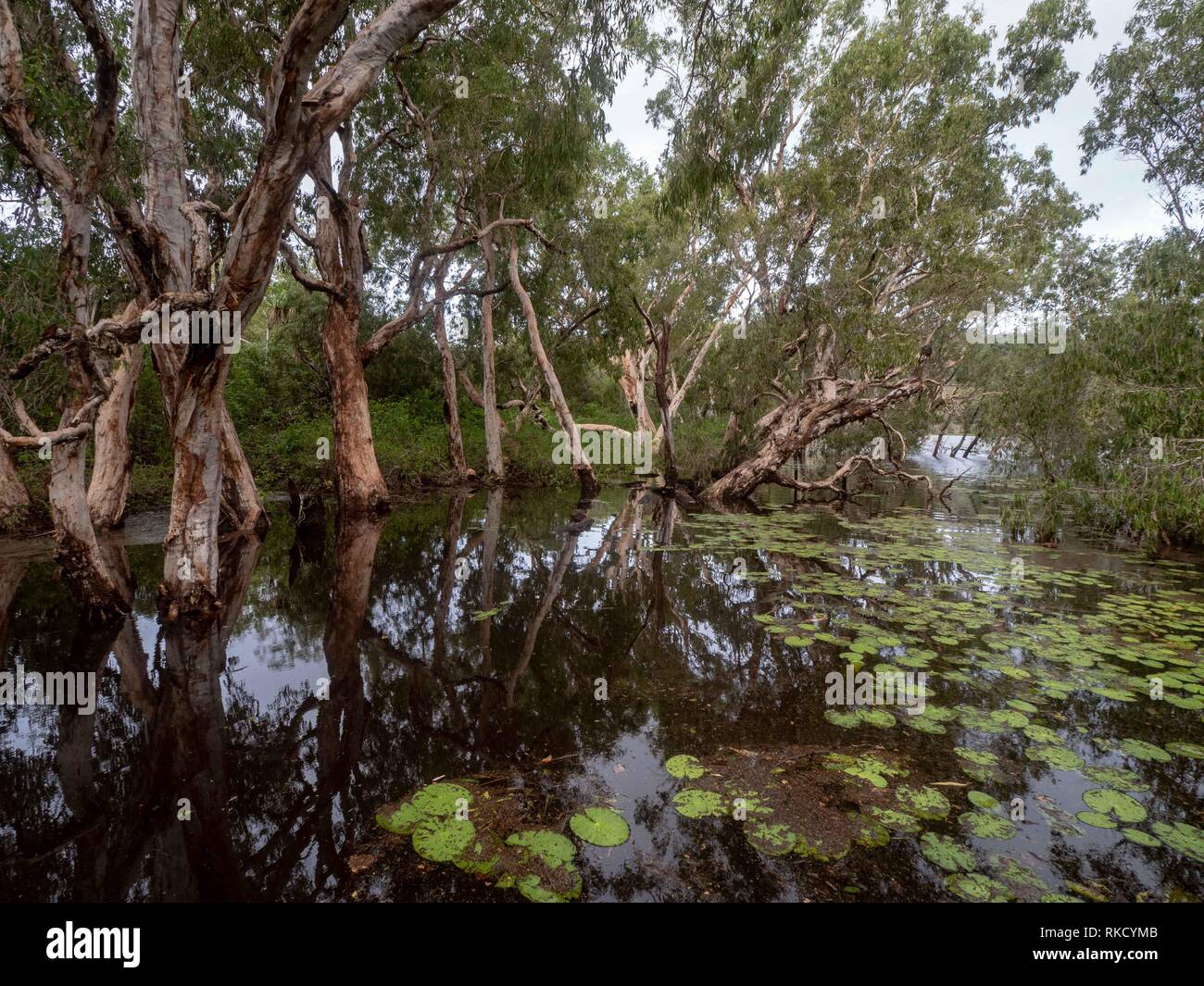 Paperbark trees and lilies in lagoon full of water Stock Photo - Alamy