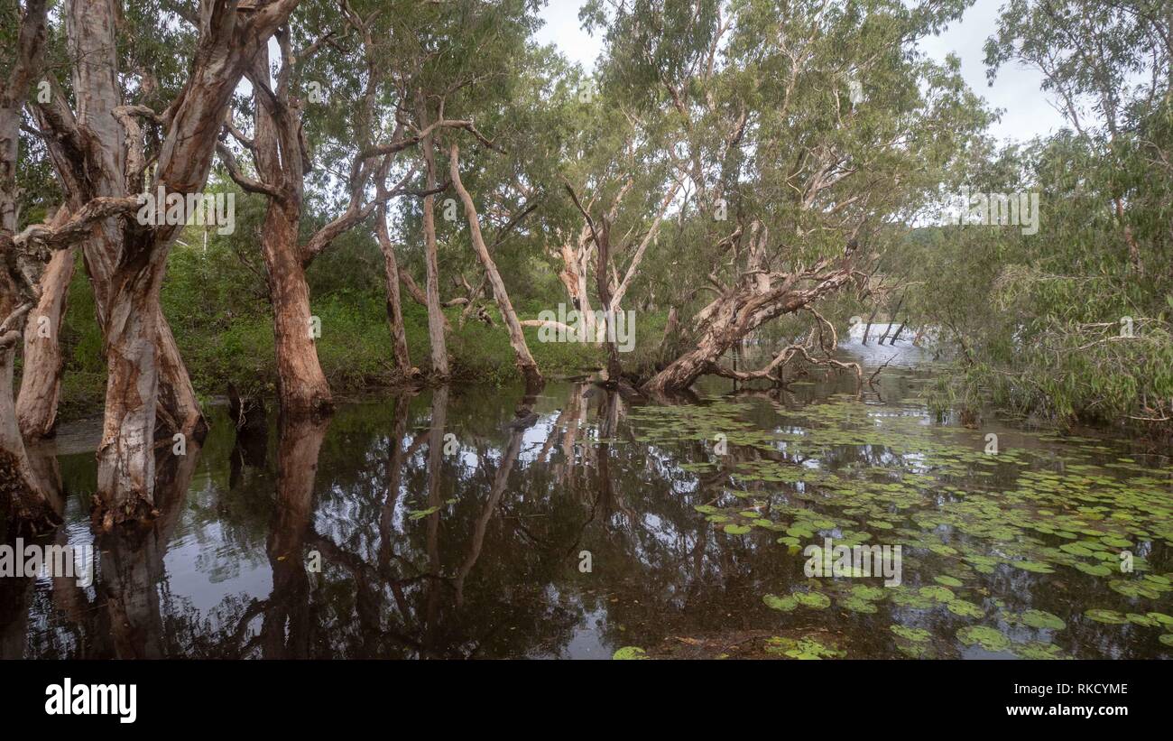Trees and lilies at edge of lagoon Stock Photo - Alamy