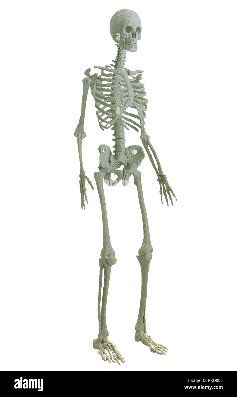3d printed skeleton isolated Stock Photo - Alamy