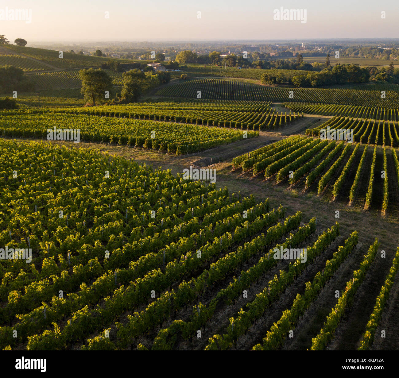 Sunset landscape bordeaux wineyard france, europe, Nature Stock Photo ...