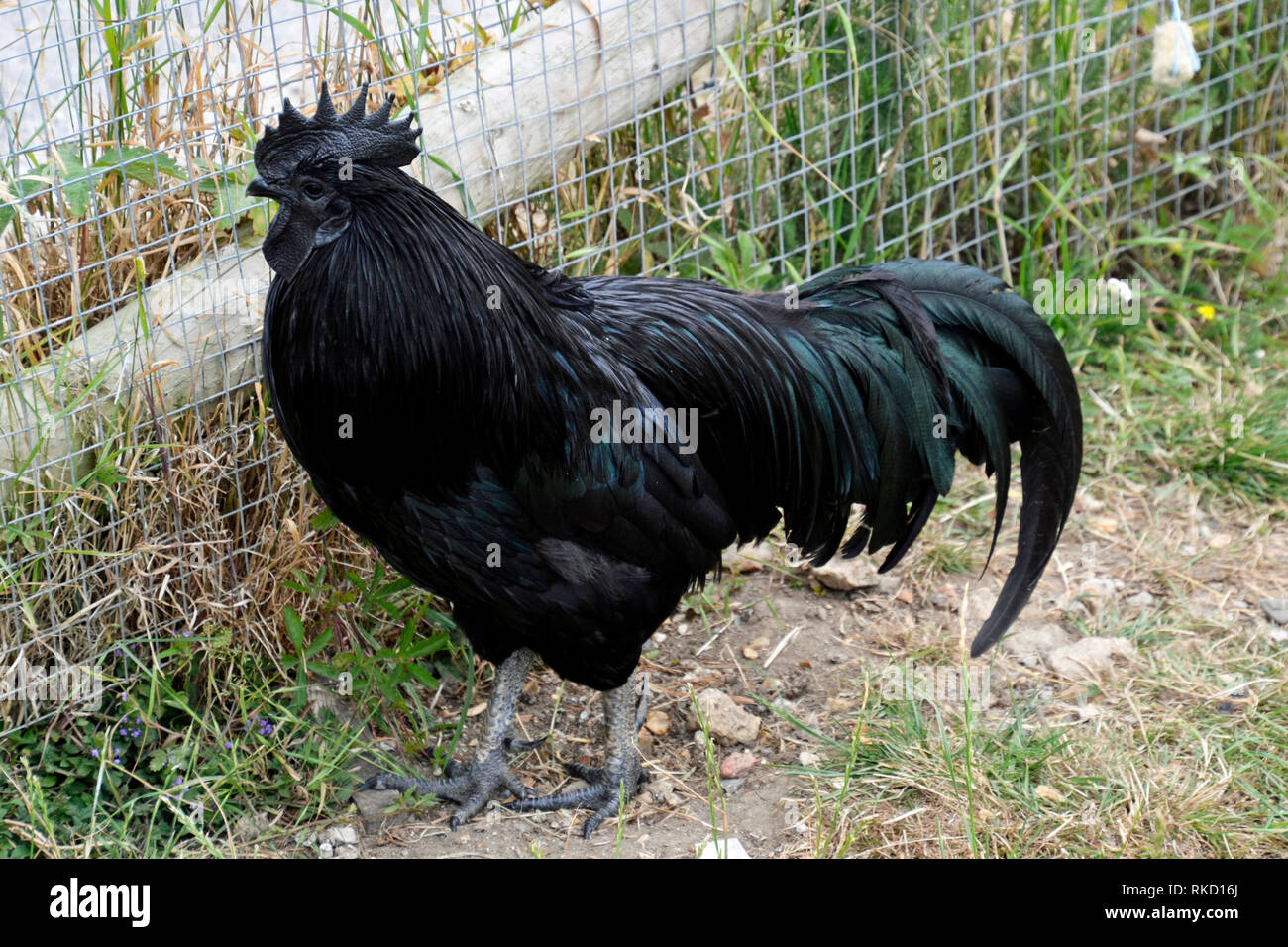 Black Cockerel High Resolution Stock Photography and Images - Alamy