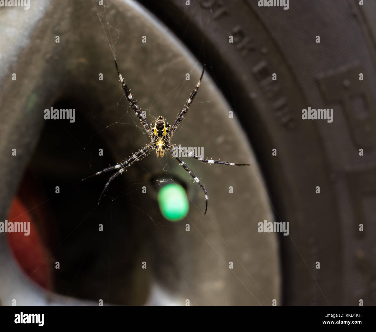 Spider thread hanging illustration hi-res stock photography and images ...