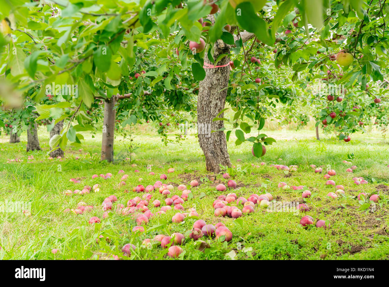 Many mature apple hanging on the tree and lying on the ground at Quebec ...