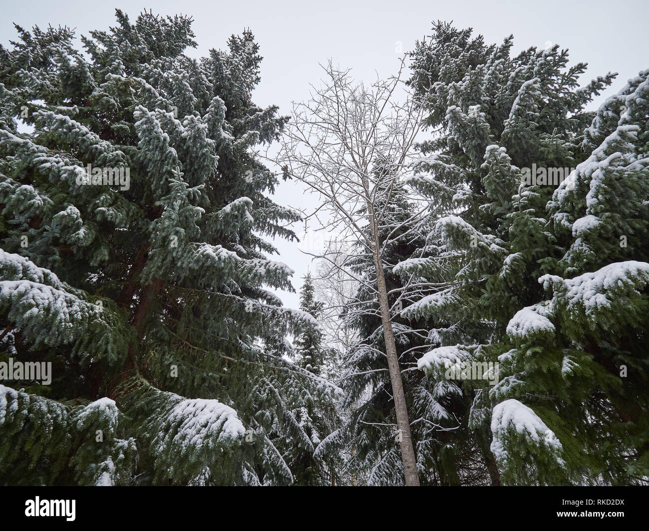 Winter trees background Stock Photo - Alamy
