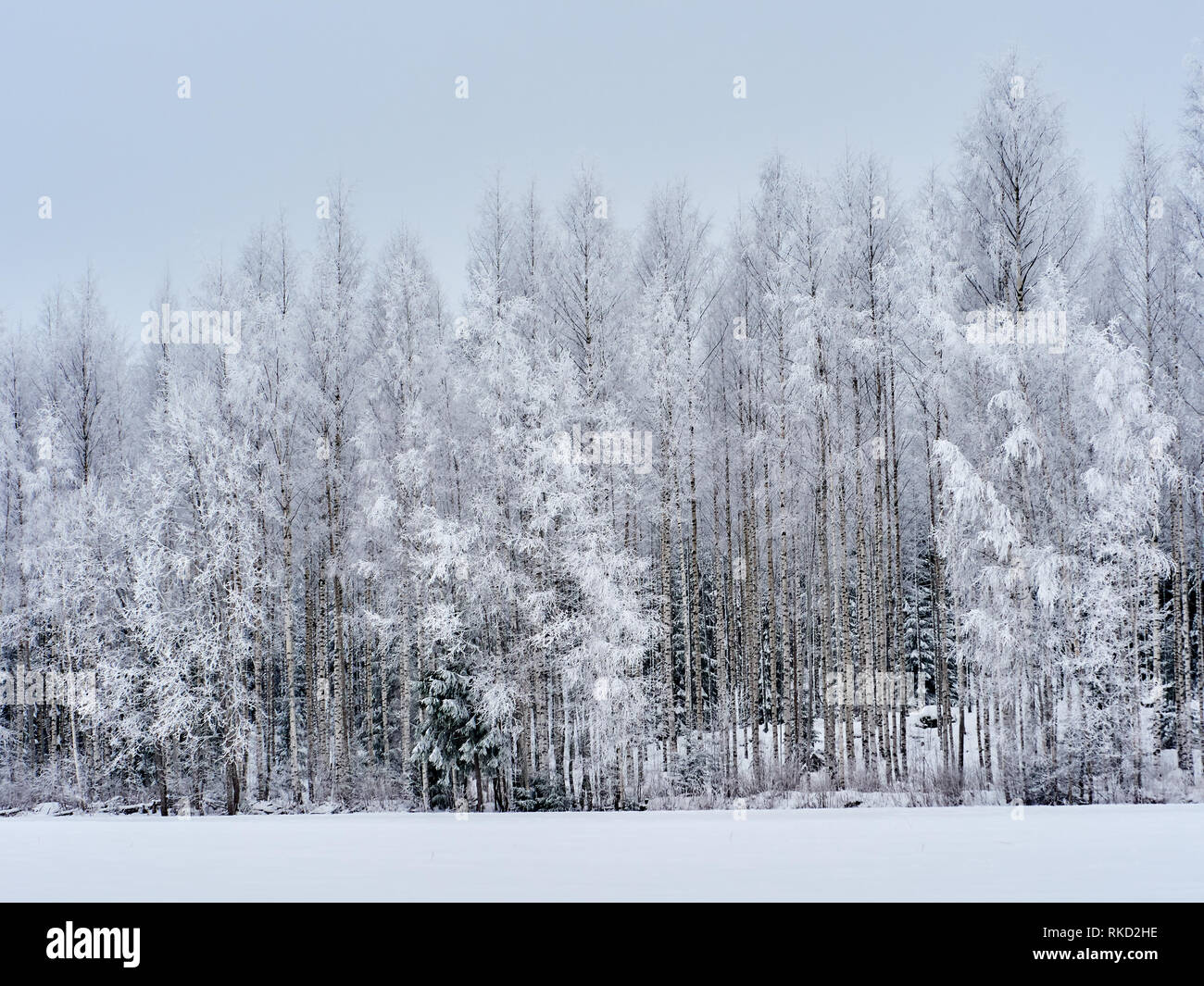 Beautiful winter nature background hi-res stock photography and images ...