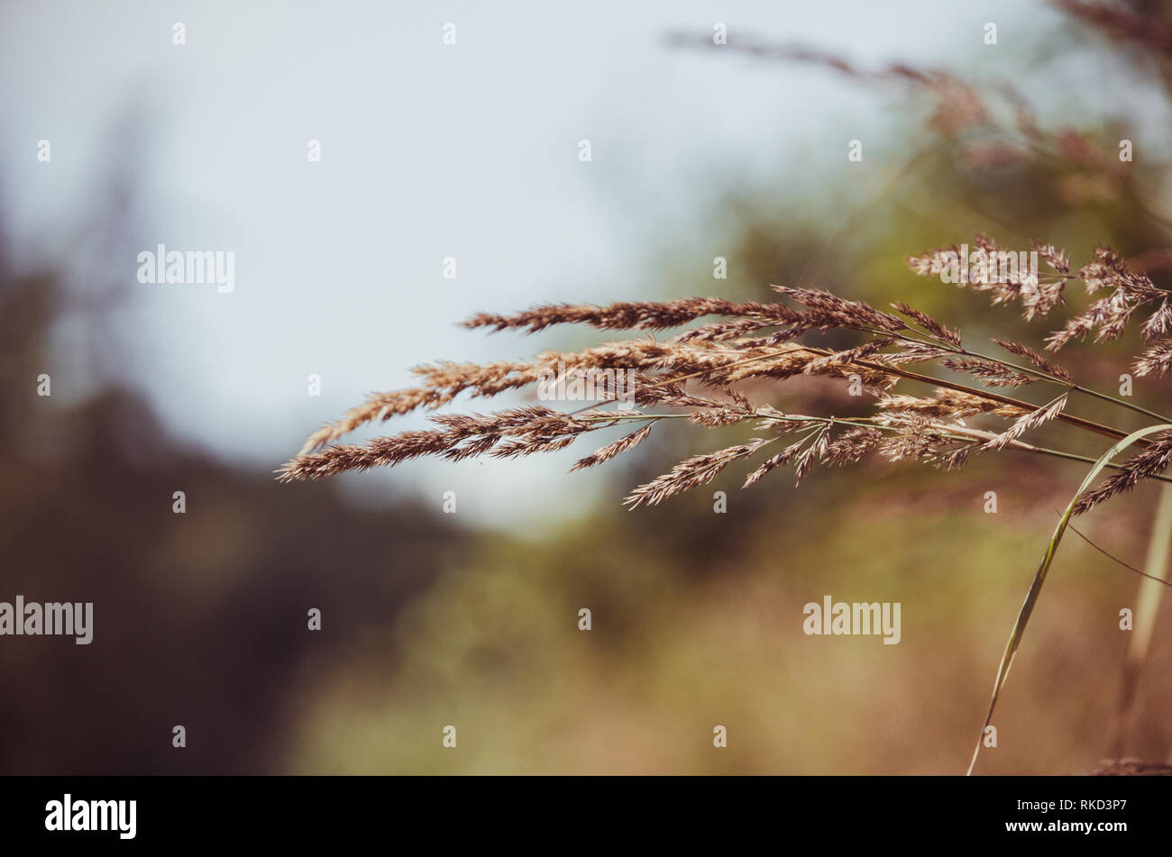 Ear in Forest Stock Photo - Alamy
