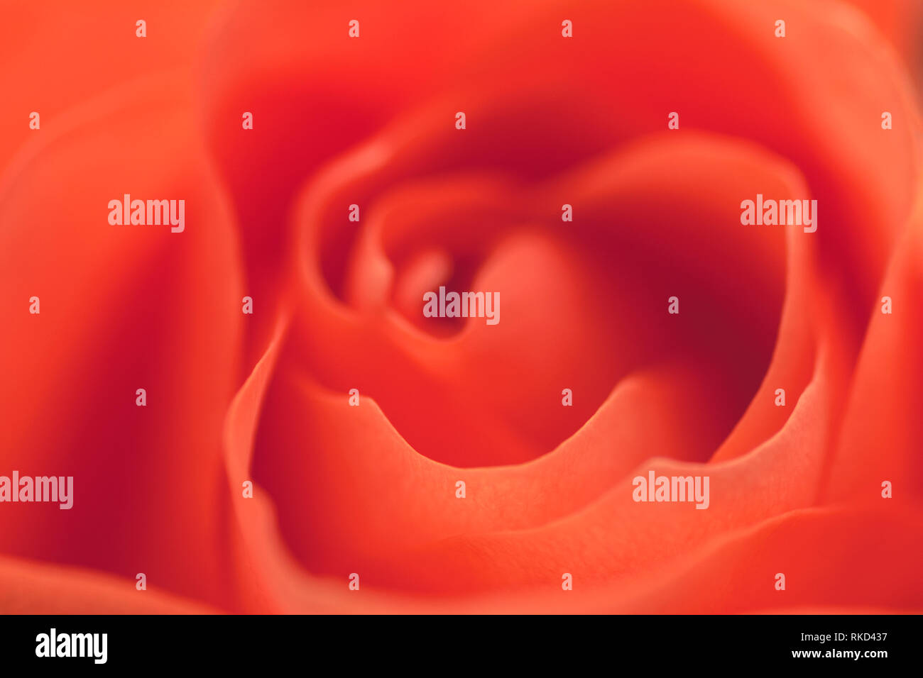 Scarlet frame hi-res stock photography and images - Alamy