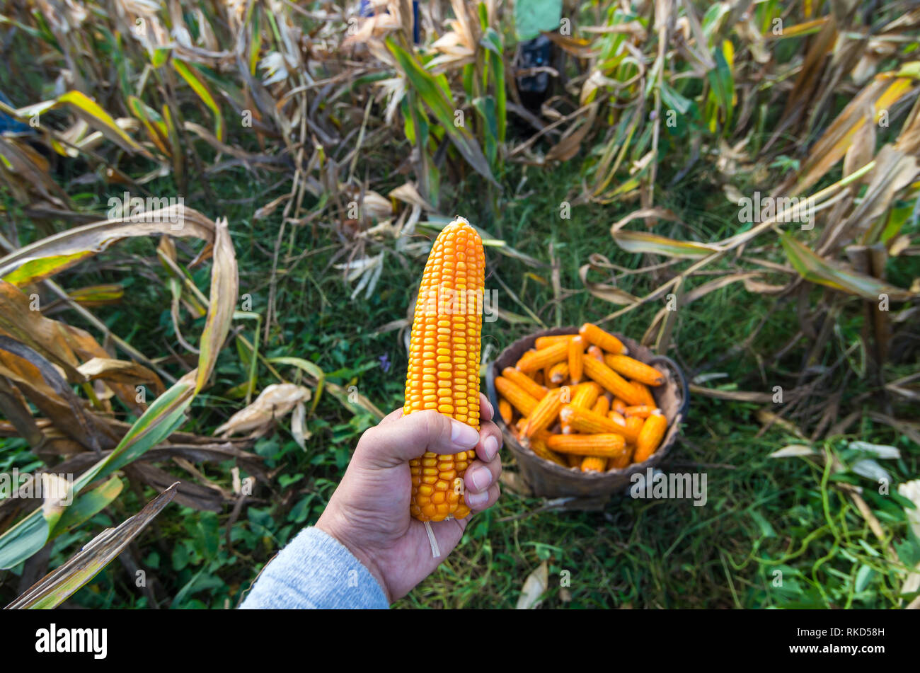Hand holding corn over the basket of corn after harvested Stock Photo ...