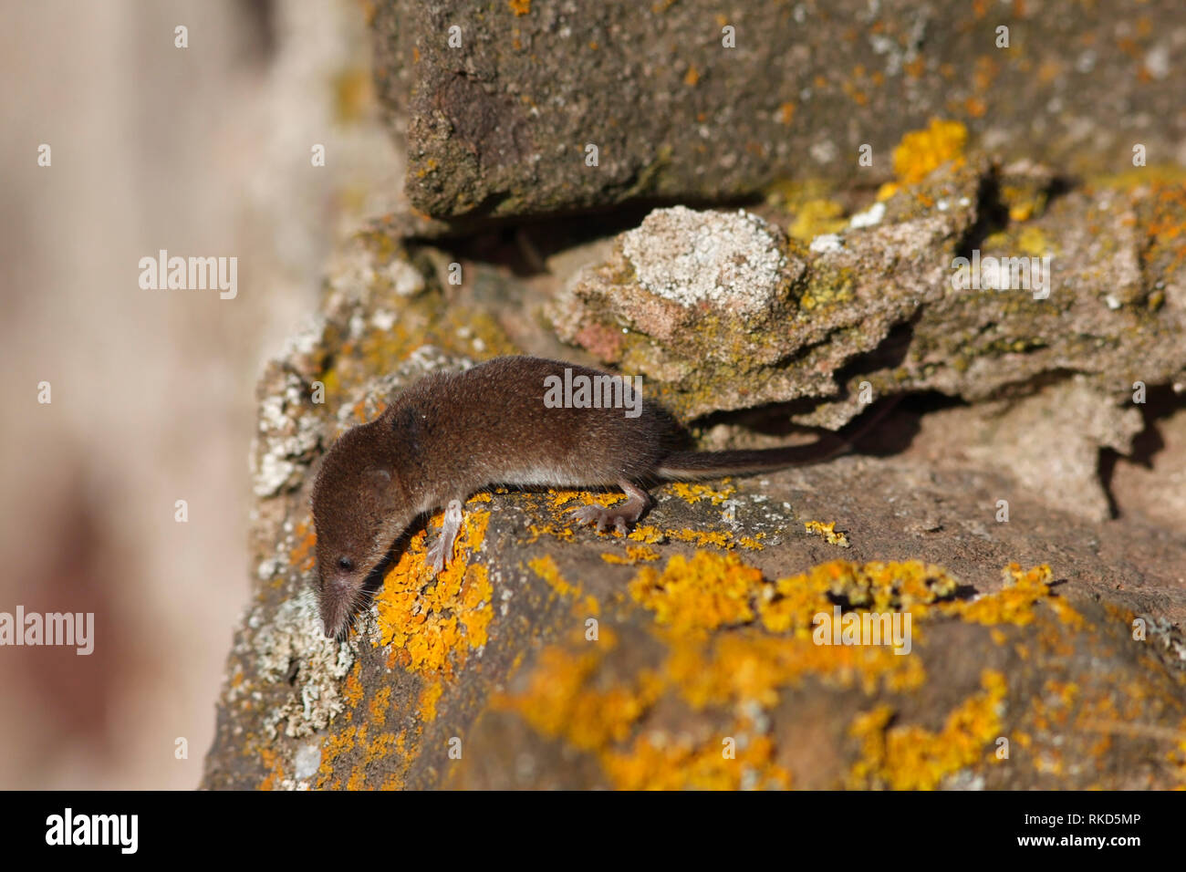 Pygmy shrew hi-res stock photography and images - Alamy