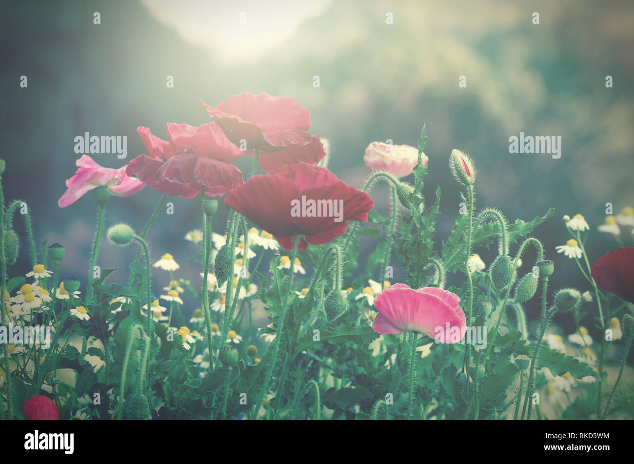 Poppy Flower, vintage color tone Stock Photo - Alamy