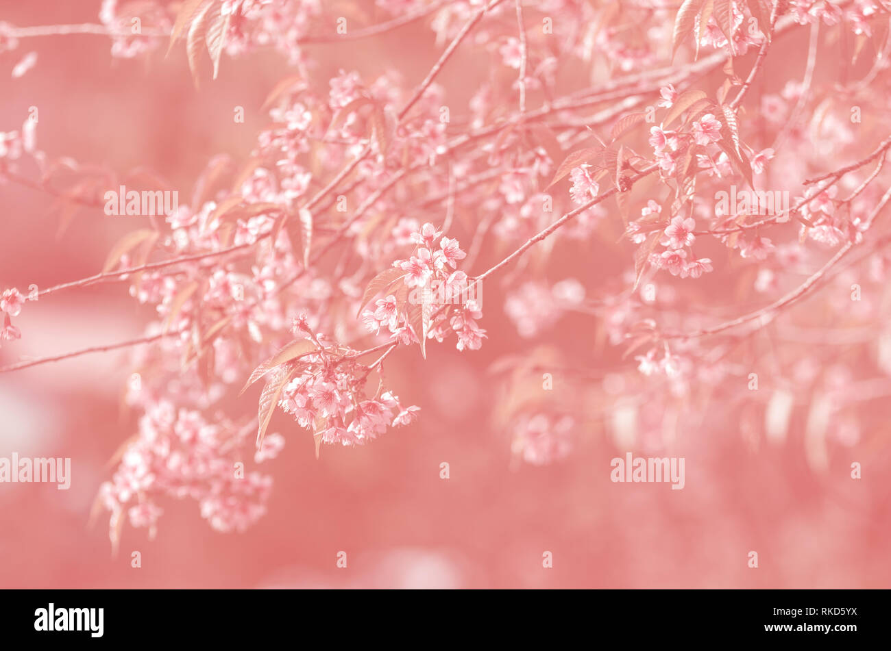 Beautiful Pink Sakura pink color tone Stock Photo - Alamy
