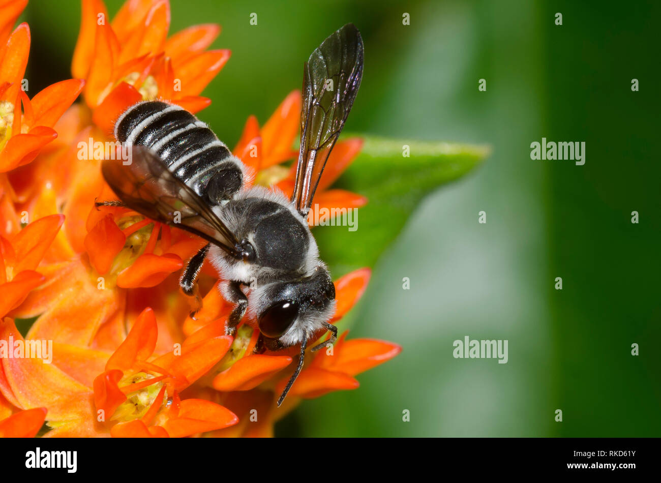 Leaf-cutter Bee, Megachile sp., on orange milkweed, Asclepias tuberosa ...
