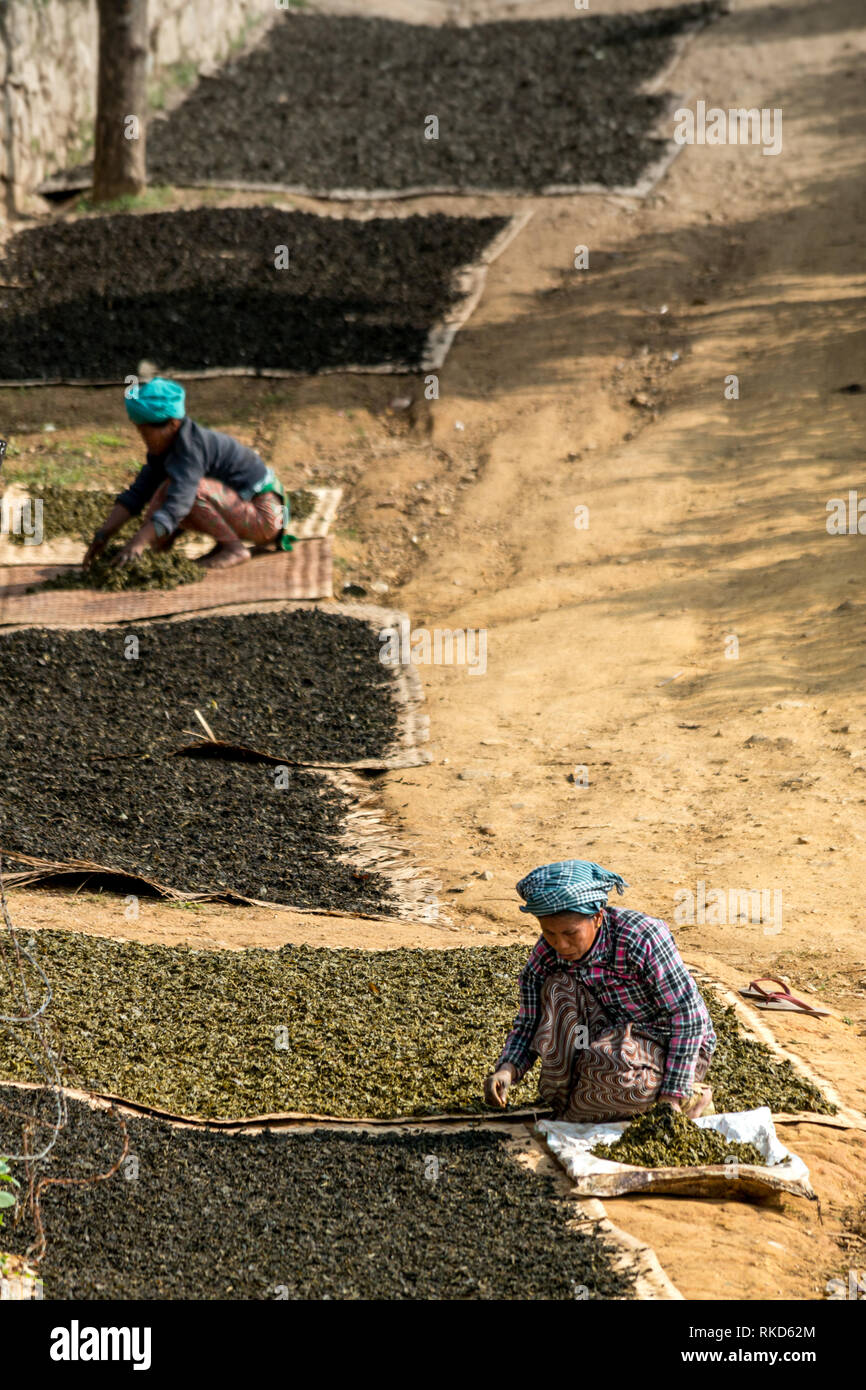 Female Burmese field worker farmers drop their tea leafs crop along a ...