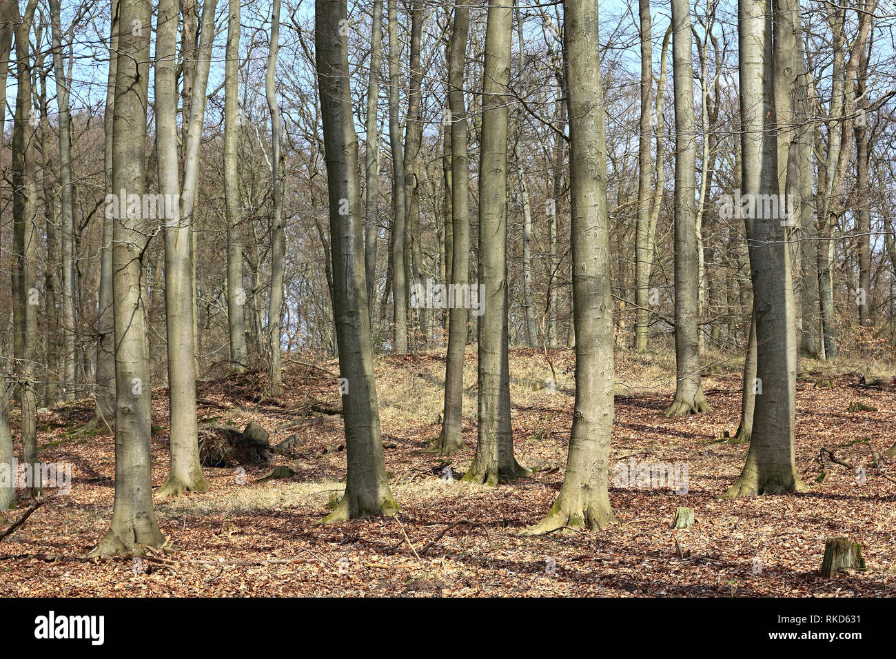 Common beeches forest fagus sylvatica in spring hi-res stock ...