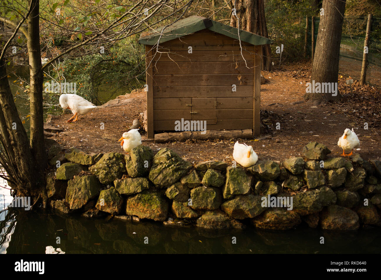 White ducks side pond hi-res stock photography and images - Alamy