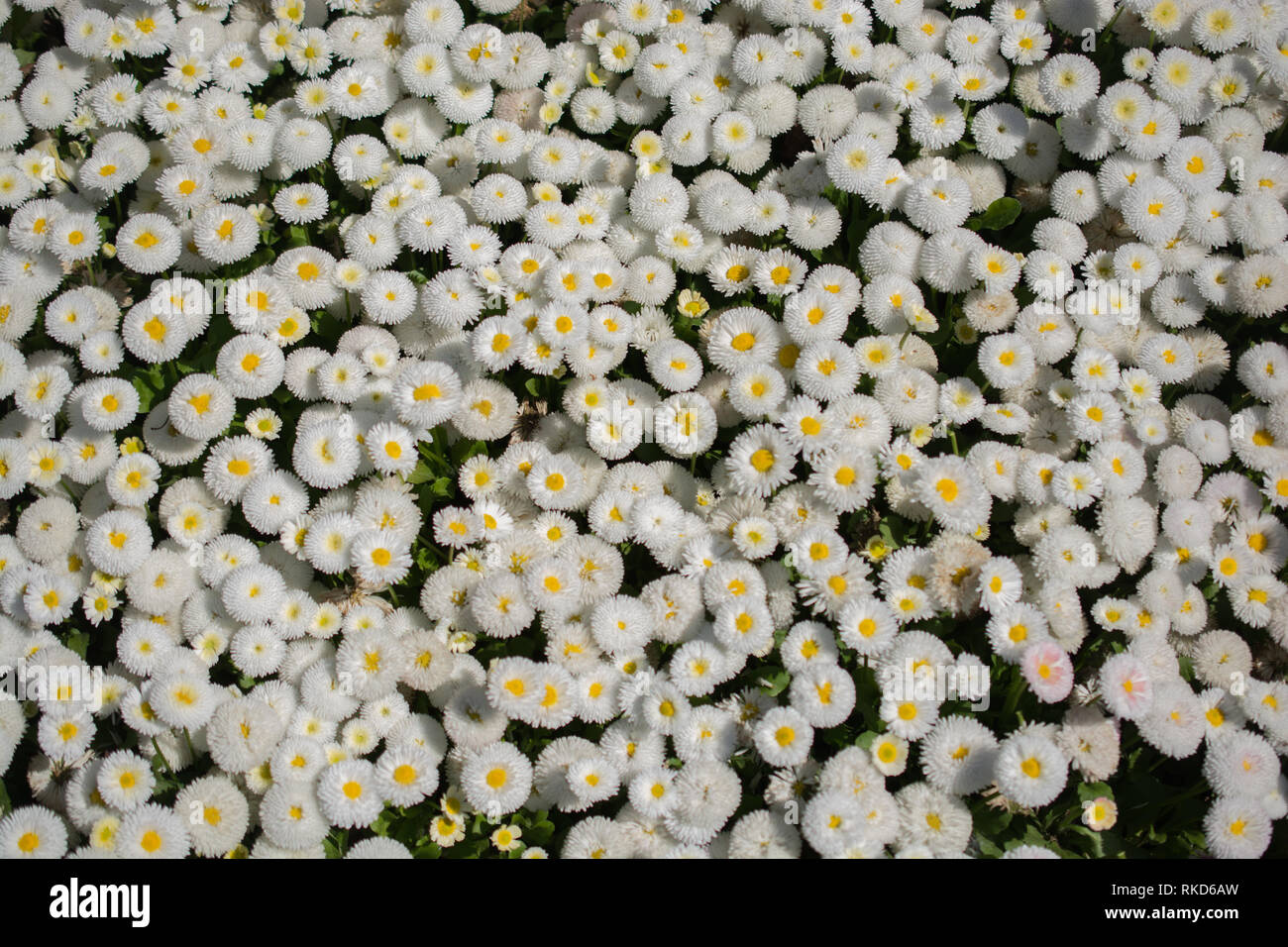 Blooming spring flowers as a colorful background Stock Photo - Alamy