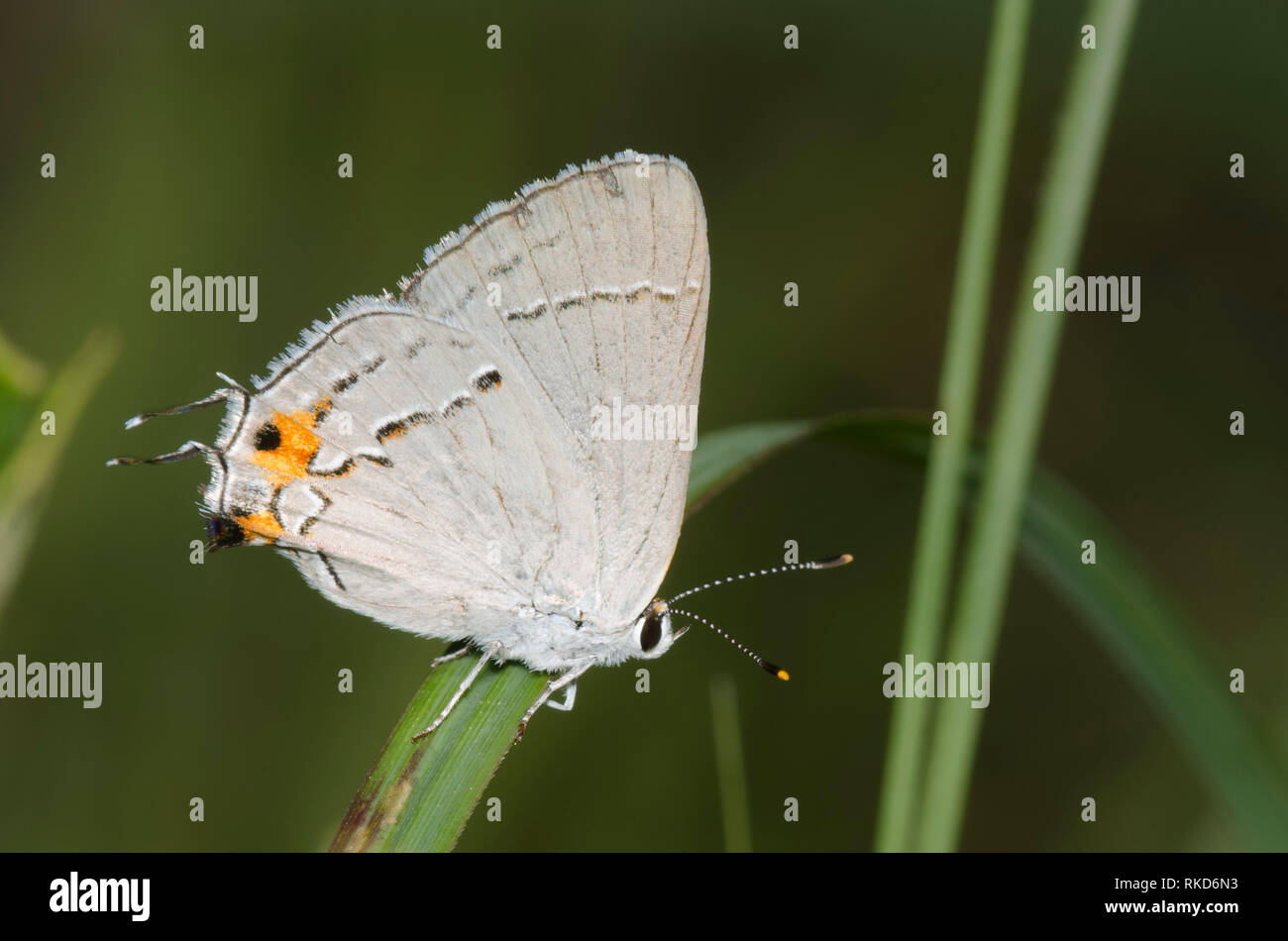 Gray Hairstreak, Strymon melinus Stock Photo - Alamy