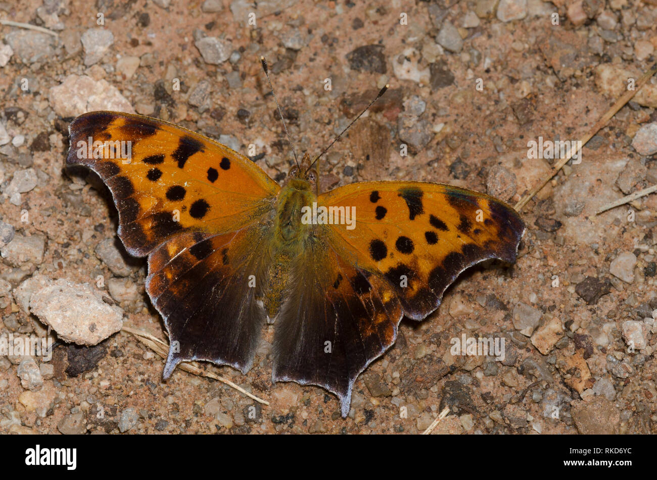 Question Mark, Polygonia interrogationis, mud-puddling Stock Photo - Alamy