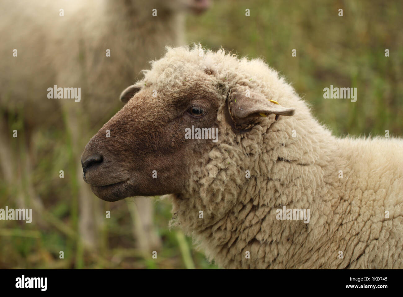 Sheep close up hi-res stock photography and images - Alamy