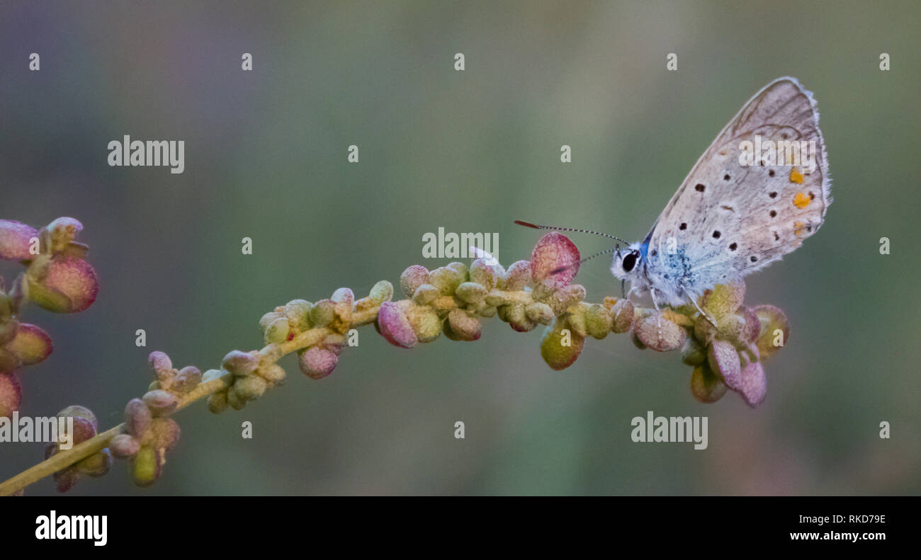 Butterfly at lens of camera hi-res stock photography and images - Alamy
