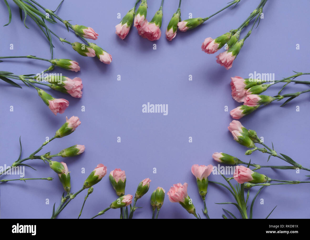 Round floral frame with pink carnation flowers on violet background ...