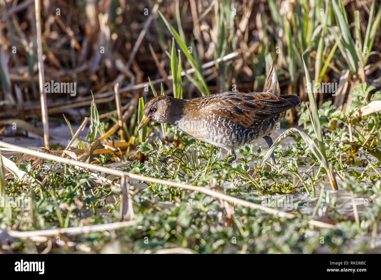 Birds sora rail hi-res stock photography and images - Alamy