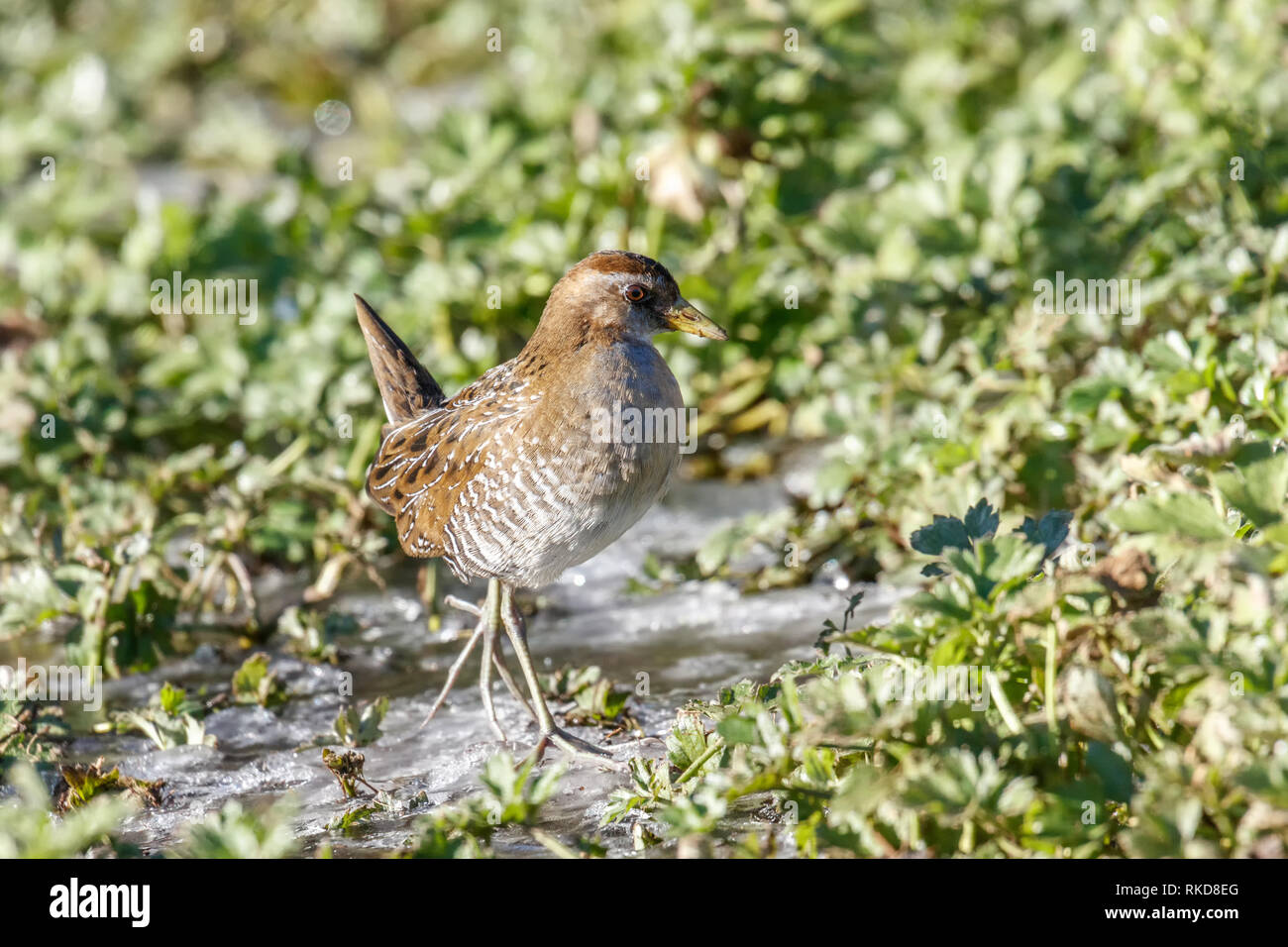 waterbird sora rail at terra nova park, Richmond BC Canada , Feb. 2019 ...