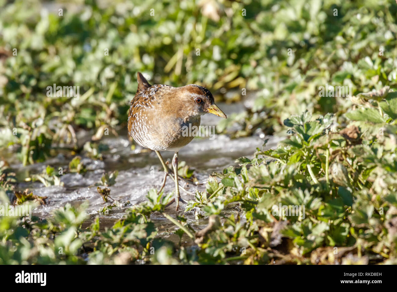 waterbird sora rail at terra nova park, Richmond BC Canada , Feb. 2019 ...