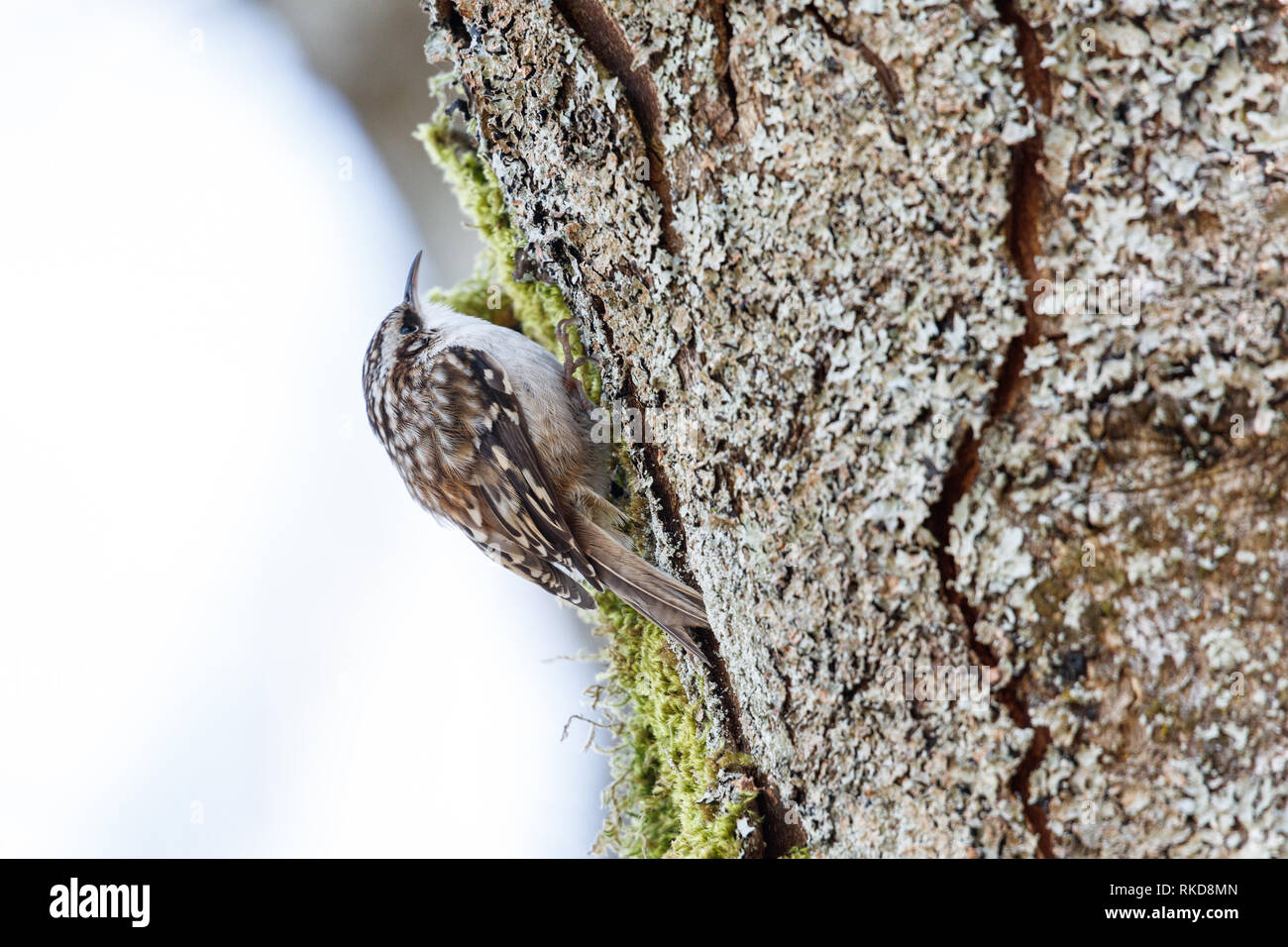 Brown Creeper bird in Vancouver BC Canada Stock Photo - Alamy