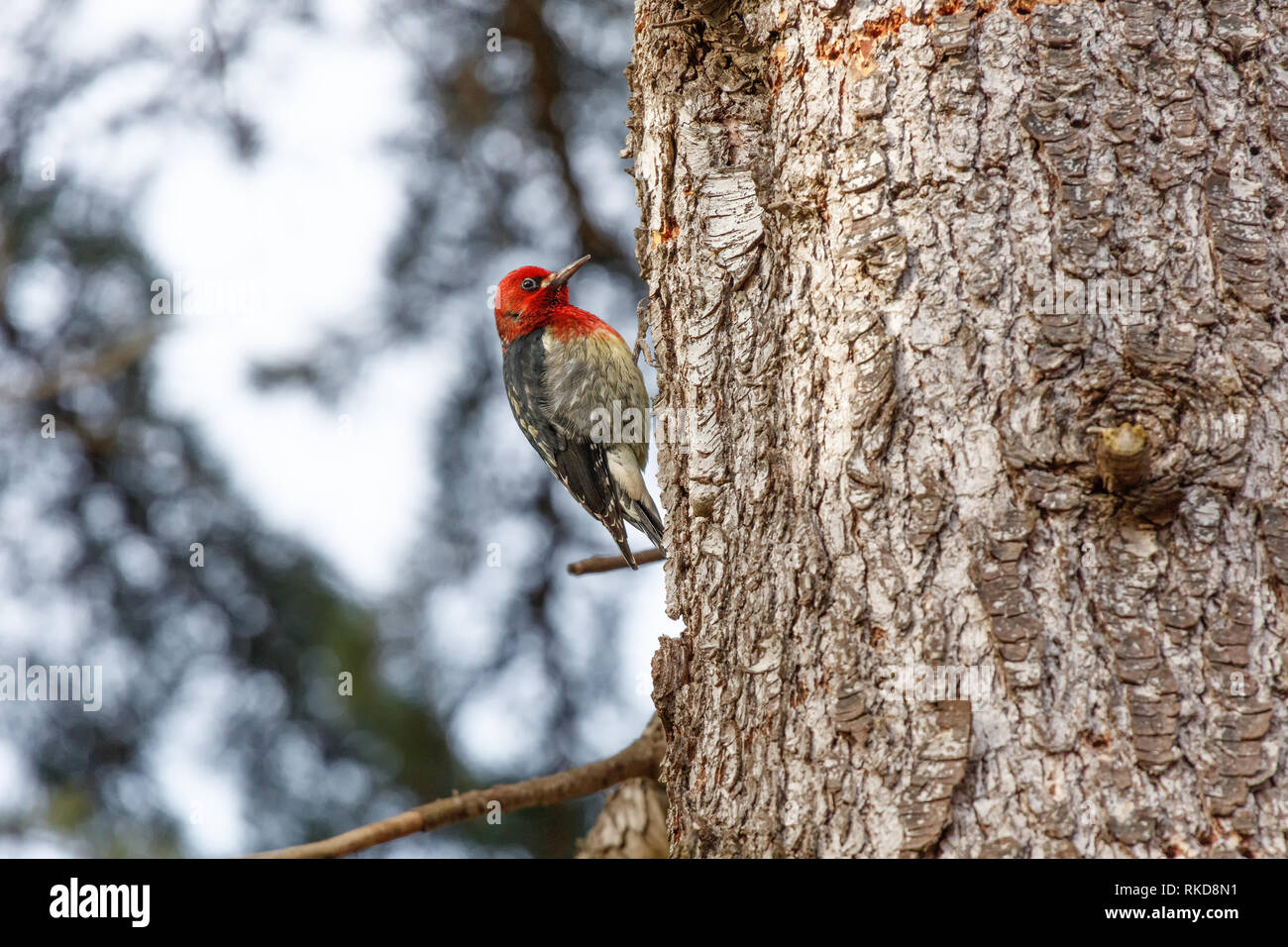 Red breasted sapsuckers hi-res stock photography and images - Alamy