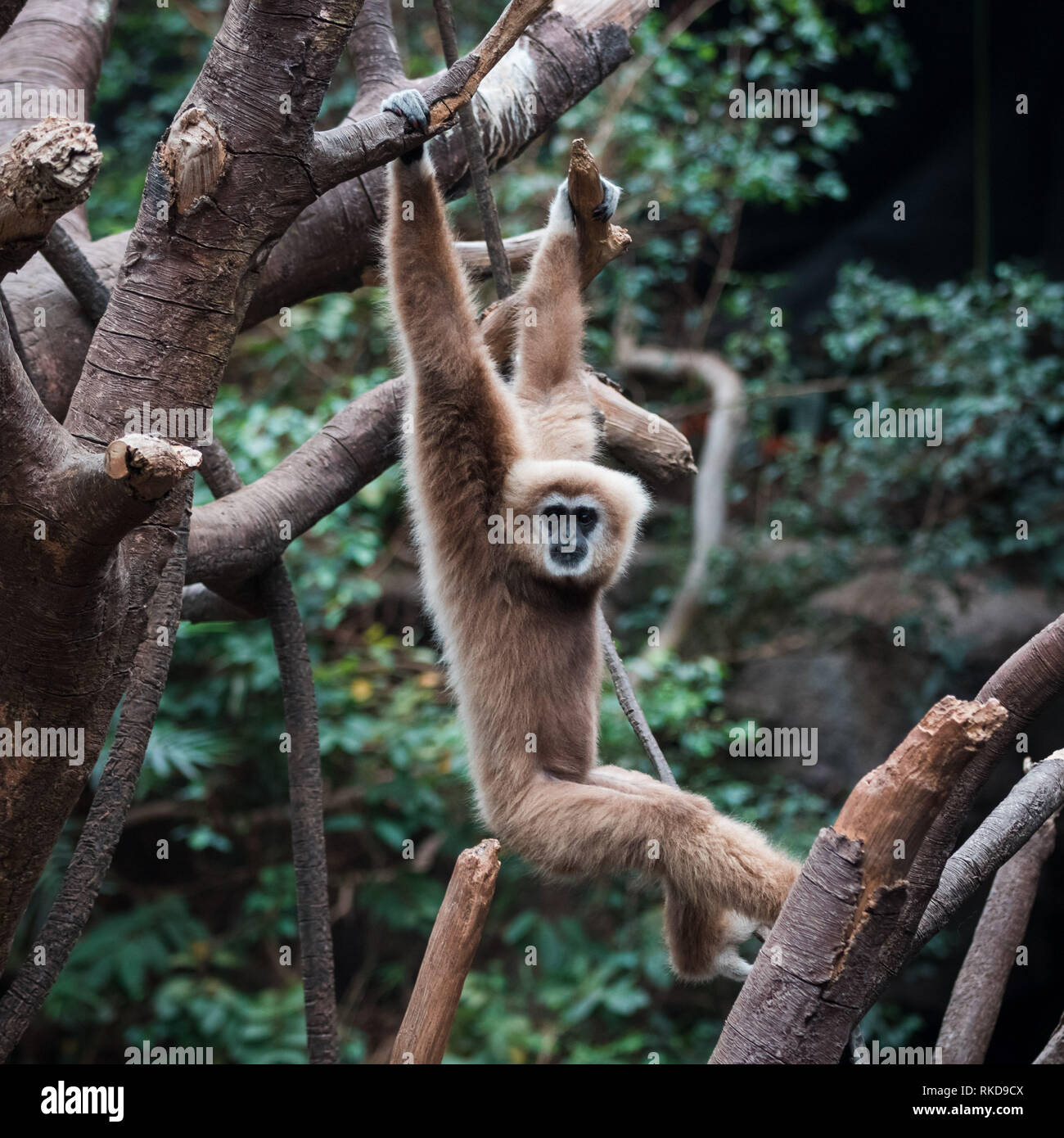 Gibbon Monkey in Tree at Henry Doorly Zoo Stock Photo - Alamy