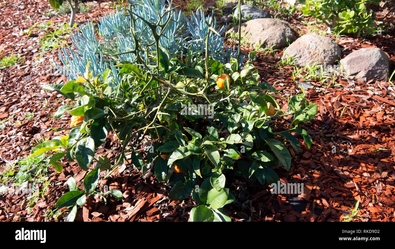 Dwarf citrus tree hi-res stock photography and images - Alamy
